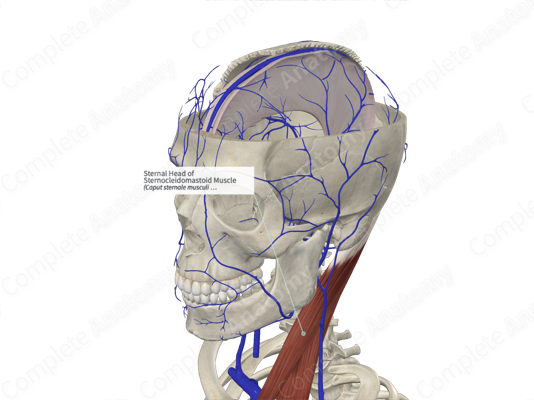 Sternocleidomastoid Muscle - an overview | ScienceDirect Topics