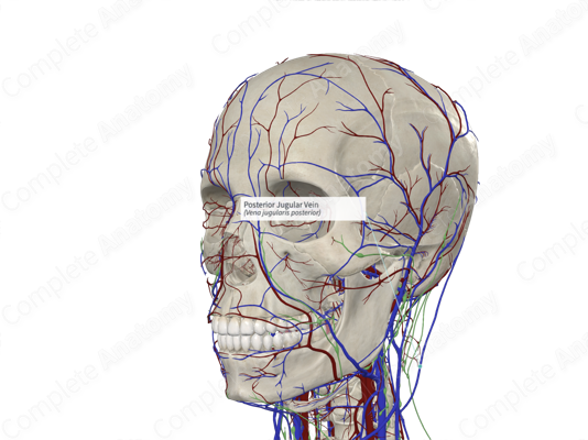 Jugular Vein - an overview | ScienceDirect Topics