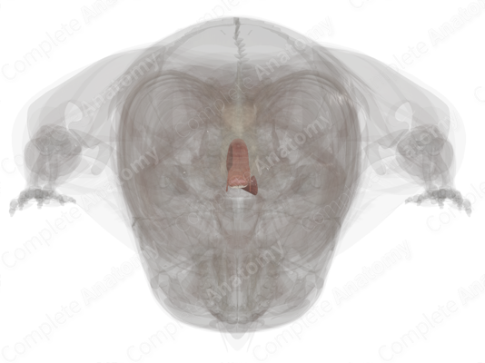 Esophagus - an overview | ScienceDirect Topics