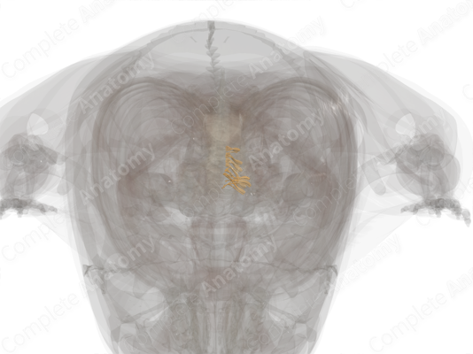 Cervical Nerve Root - an overview | ScienceDirect Topics