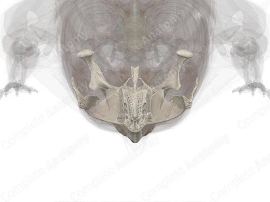 Facial Bone - an overview | ScienceDirect Topics
