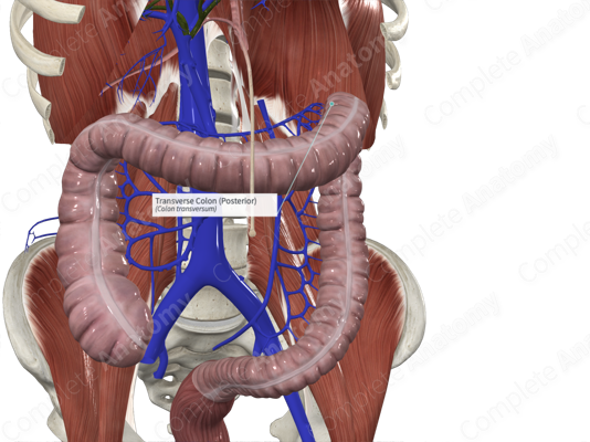 Transverse Colon Premium Photo | The Transverse Colon Is The Second