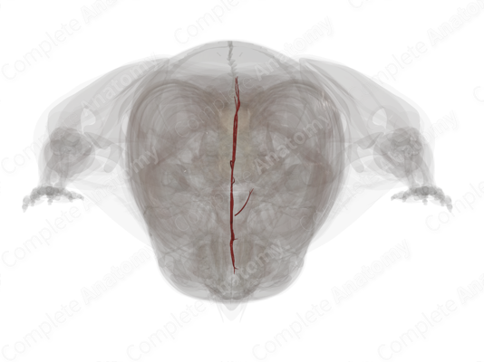 Anterior Cerebral Artery - an overview | ScienceDirect Topics