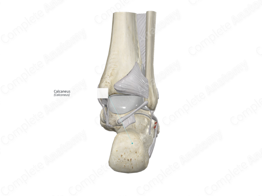 Calcaneus - an overview | ScienceDirect Topics