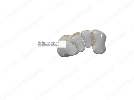 Cuneiform Bone - an overview | ScienceDirect Topics