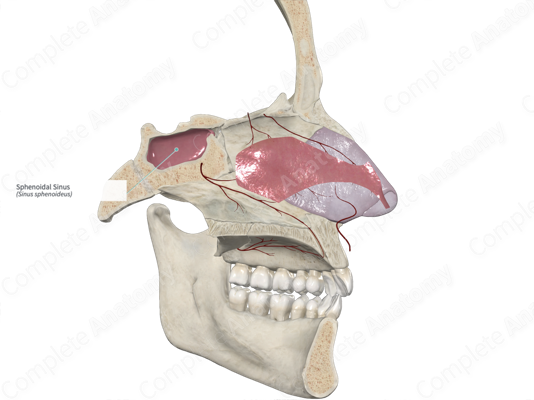 Sphenoidal Sinus - an overview | ScienceDirect Topics