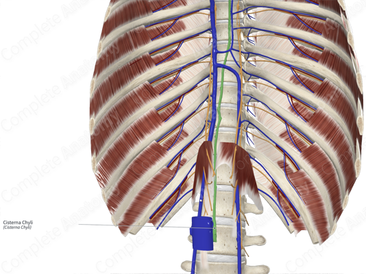 Cisterna Chyli Function