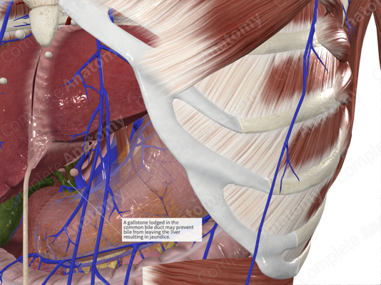 Bile Duct - an overview | ScienceDirect Topics