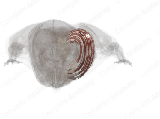 Thoracic Muscle - an overview | ScienceDirect Topics