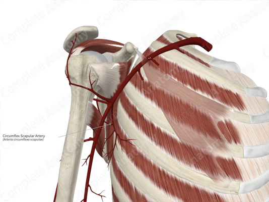 Circumflex Scapular Artery - an overview | ScienceDirect Topics