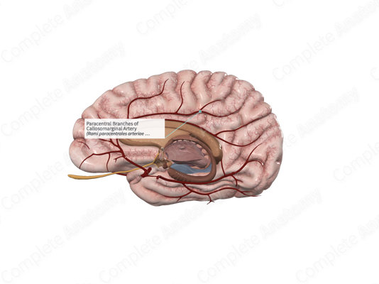 Anterior Cerebral Artery - an overview | ScienceDirect Topics