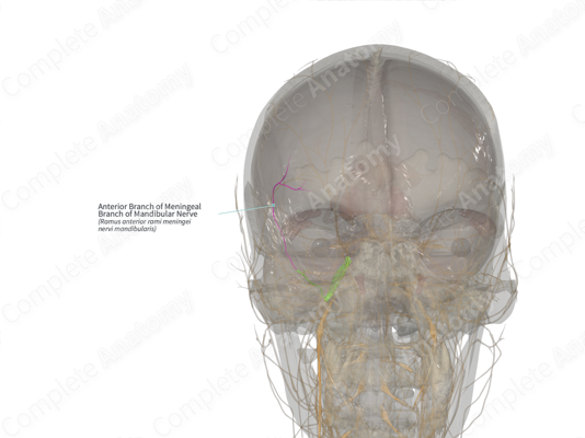 Mandibular Nerve - an overview | ScienceDirect Topics