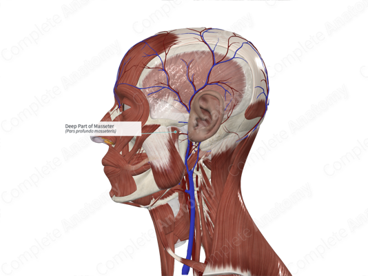 Masseter Muscle - an overview | ScienceDirect Topics