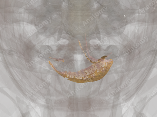 Mesocolon - an overview | ScienceDirect Topics