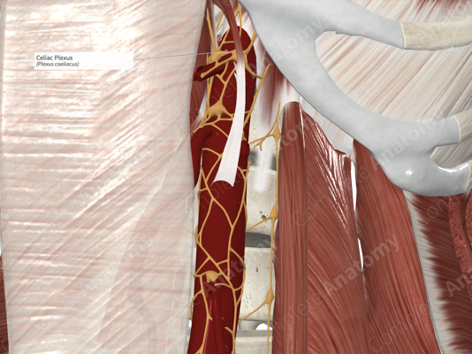 Celiac Plexus - an overview | ScienceDirect Topics