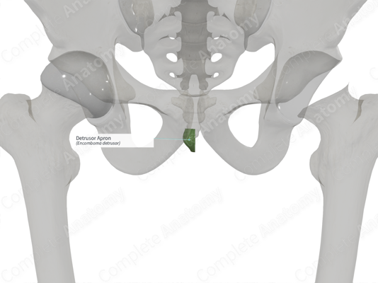 Detrusor - an overview | ScienceDirect Topics