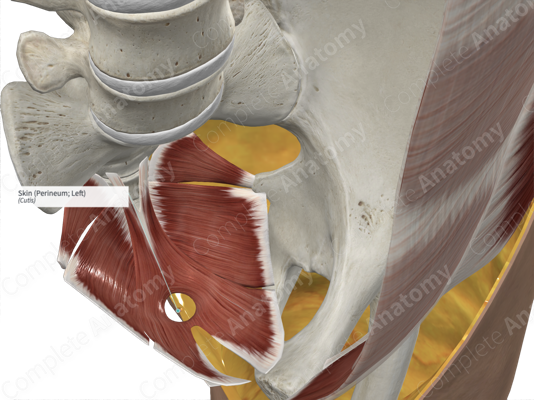 Skin - an overview | ScienceDirect Topics