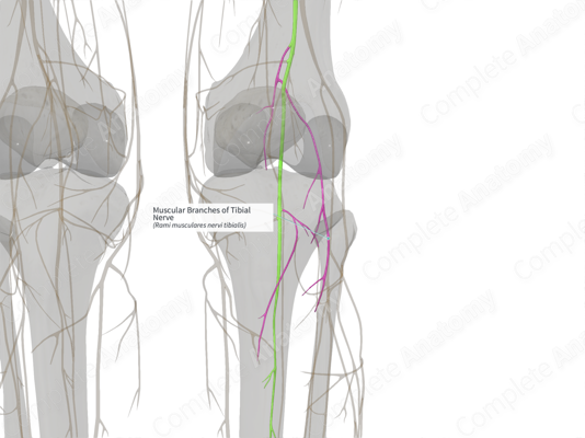 Tibial Nerve - an overview | ScienceDirect Topics