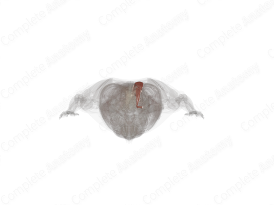 Longissimus Muscle - an overview | ScienceDirect Topics