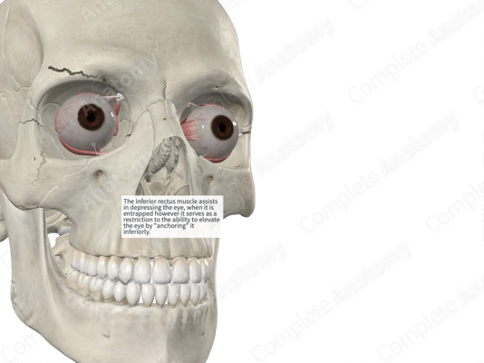 Inferior Rectus Muscle - an overview | ScienceDirect Topics