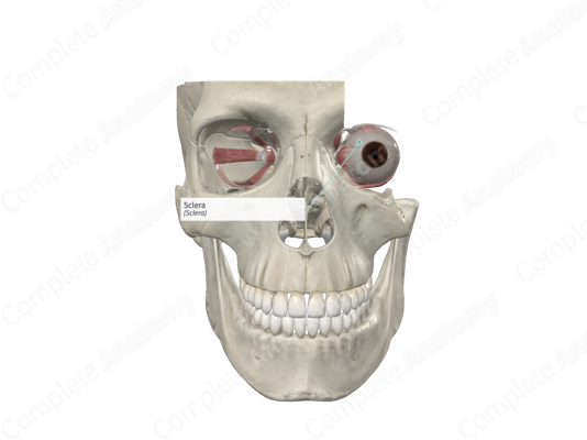 Sclera - an overview | ScienceDirect Topics