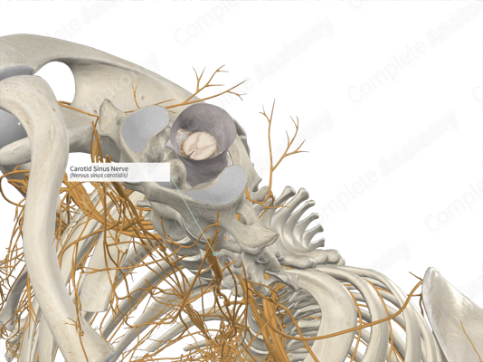 Carotid Sinus Nerve - an overview | ScienceDirect Topics