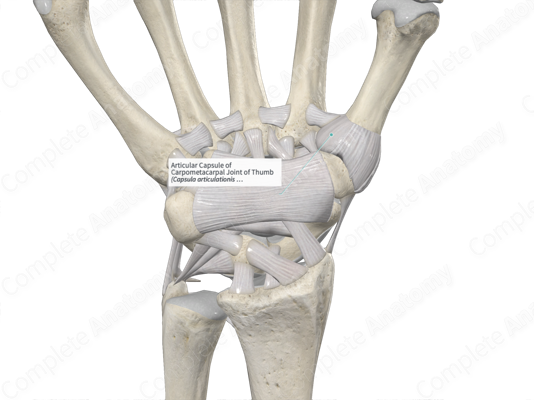 Carpometacarpal Joint - an overview | ScienceDirect Topics