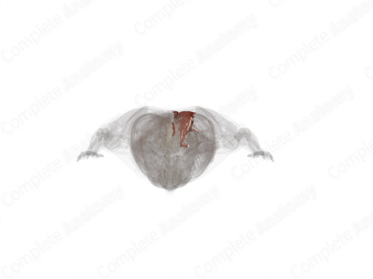 Erector Spinae Muscle - an overview | ScienceDirect Topics