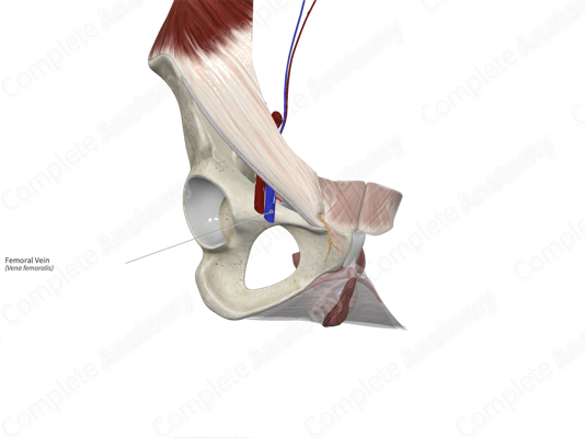 Femoral Vein - an overview | ScienceDirect Topics