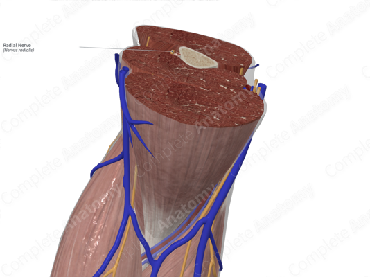 Radial Nerve - an overview | ScienceDirect Topics