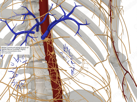 Spinal Nerve - an overview | ScienceDirect Topics