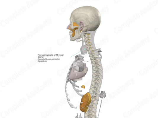 Thyroid Gland - an overview | ScienceDirect Topics