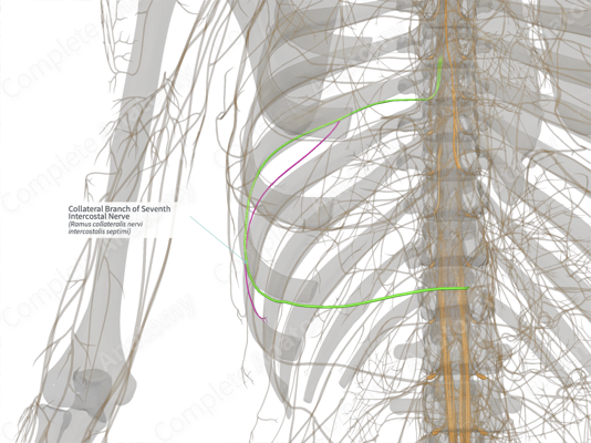 Intercostal Nerve - an overview | ScienceDirect Topics