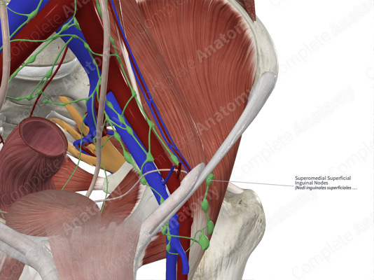 Do Cancerous Groin Lymph Nodes Hurt - Infoupdate.org