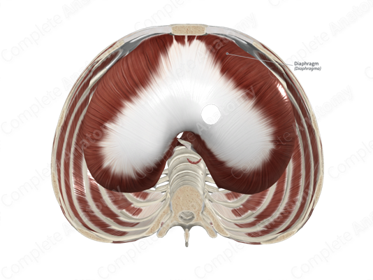 Diaphragm - an overview | ScienceDirect Topics