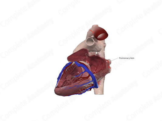 Left Atrium - an overview | ScienceDirect Topics