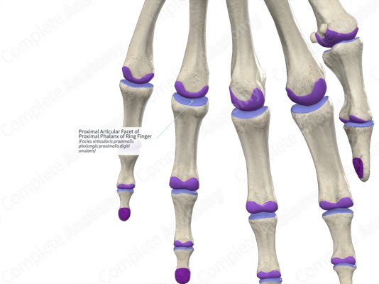 Proximal Phalanx - an overview | ScienceDirect Topics