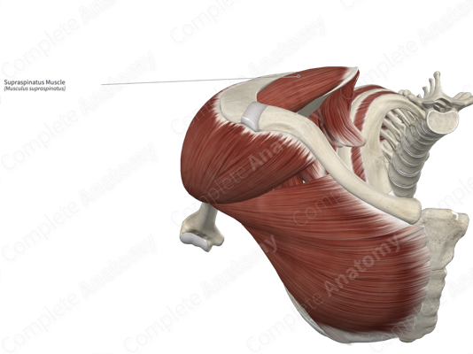 Supraspinatus Muscle - an overview | ScienceDirect Topics