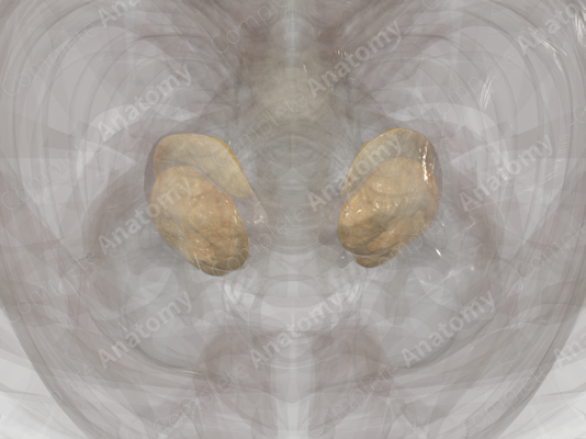 Retroperitoneum - an overview | ScienceDirect Topics