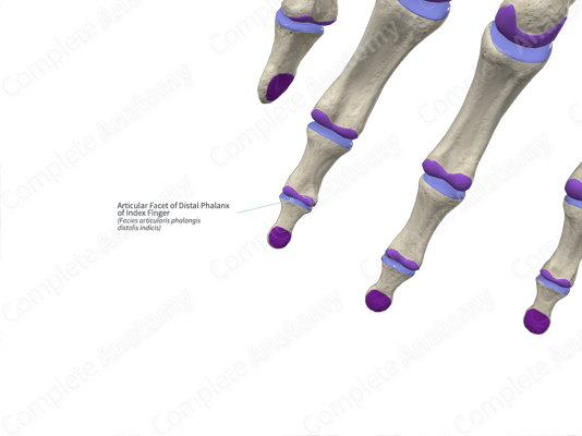 Distal Phalanx - an overview | ScienceDirect Topics