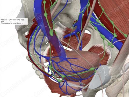 Internal Iliac Artery - an overview | ScienceDirect Topics