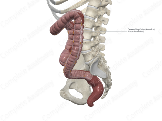 Descending Colon - an overview | ScienceDirect Topics