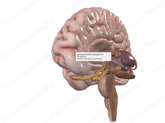 Thalamus Anatomy Location Structure Function Physiology