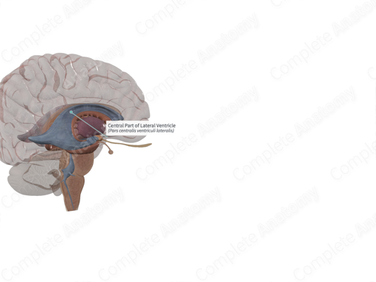 Lateral Brain Ventricle - an overview | ScienceDirect Topics