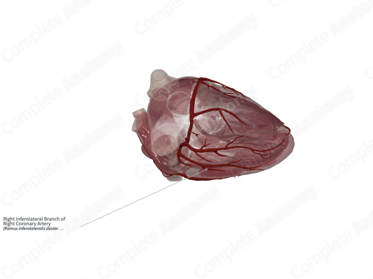 Right Coronary Artery - an overview | ScienceDirect Topics