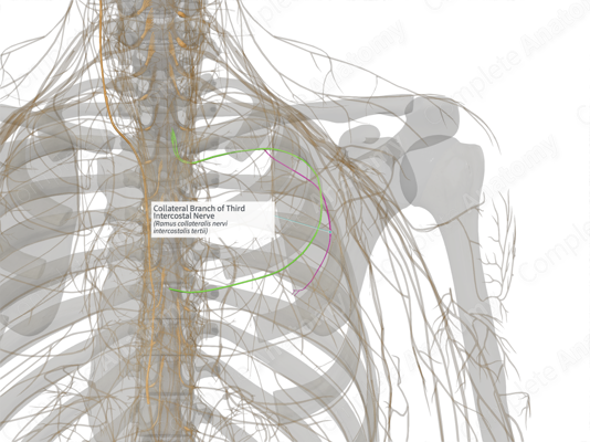 Intercostal Nerve - an overview | ScienceDirect Topics