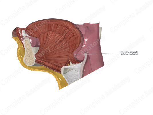 Epiglottis Diagram