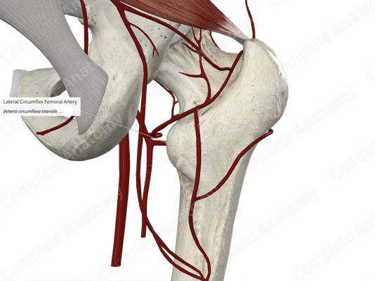 Lateral Circumflex Femoral Artery - an overview | ScienceDirect Topics
