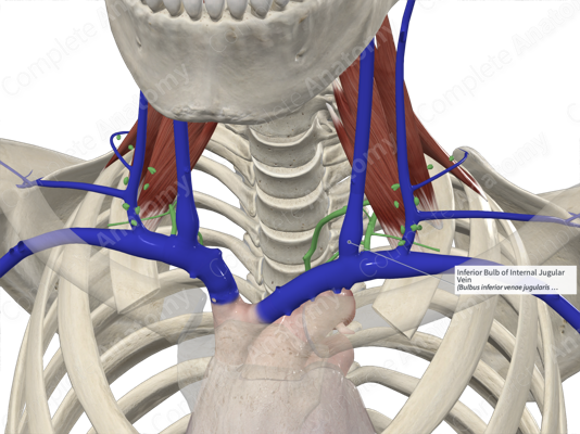 Internal Jugular Vein - an overview | ScienceDirect Topics