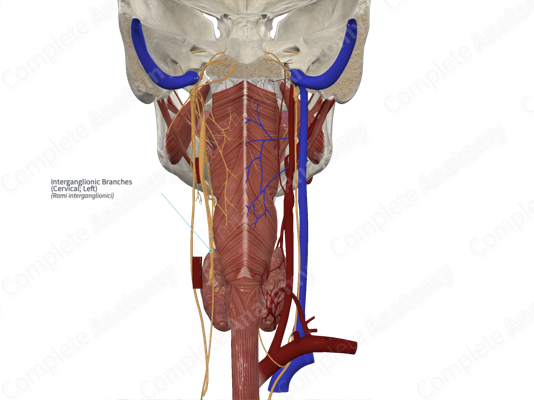 Cervix Uteri - an overview | ScienceDirect Topics